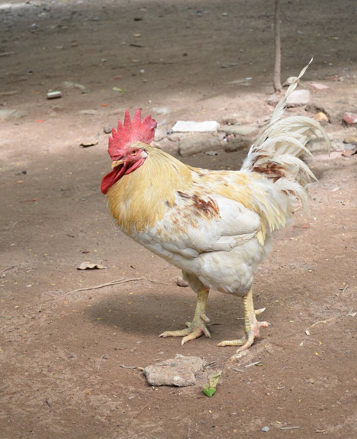 Chicken Outdoors in the Countryside Stock Photo - Image of fowl ...