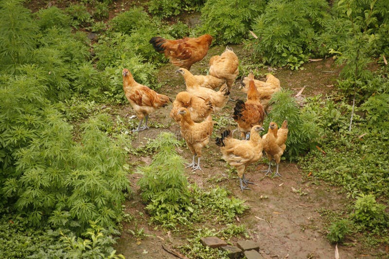 Chicken and outdoors stock image. Image of chicken, grazing - 91573059