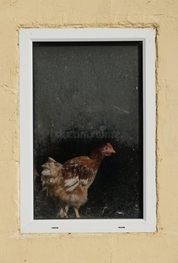 Red Chicken Hen Outside Standing on Fence Stock Image - Image of feed ...