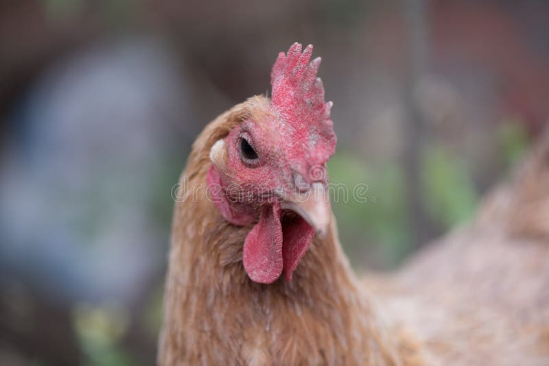 Chicken Outside in a Farm Looking at Camera Stock Image - Image of ...