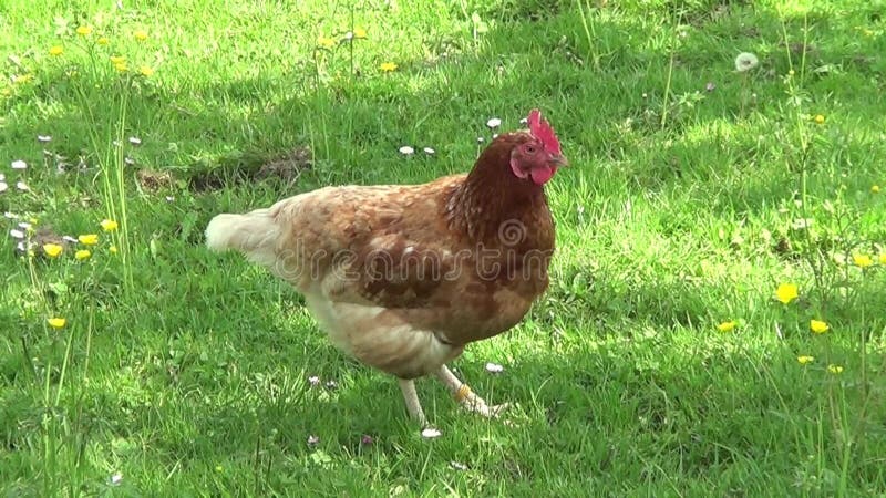 Chicken Outside on Meadow. Hen Pick Food Stock Footage - Video of ...