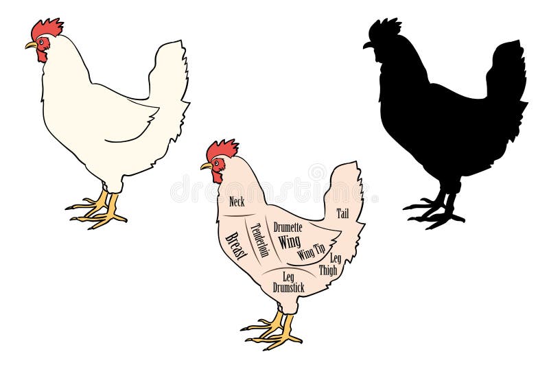 Chicken Parts Variation Set Stock Vector - Illustration of icon, chick ...