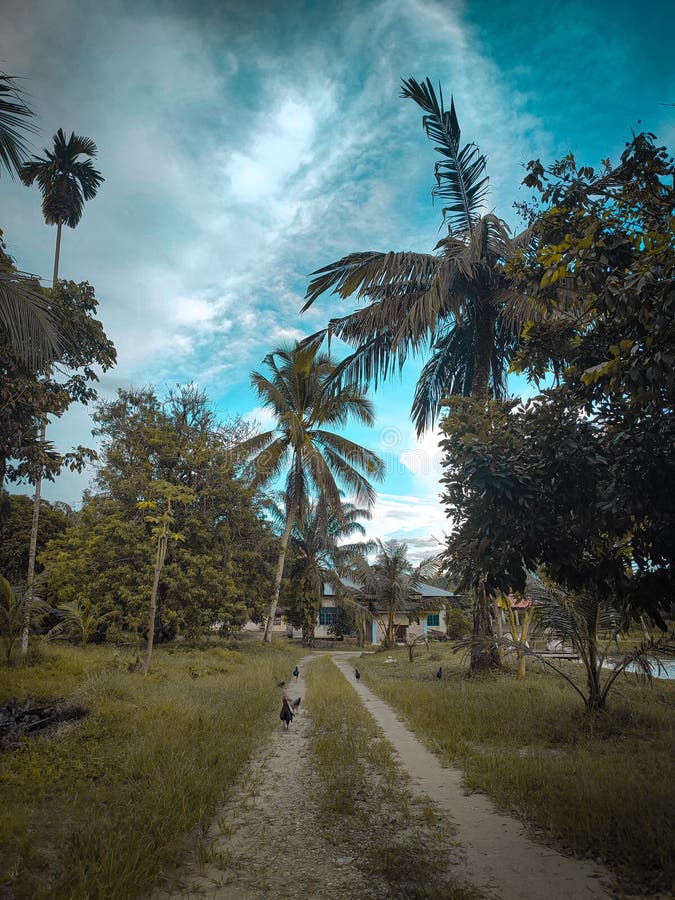 Chicken Path with Coconut Trees on Each Side Stock Image - Image of ...