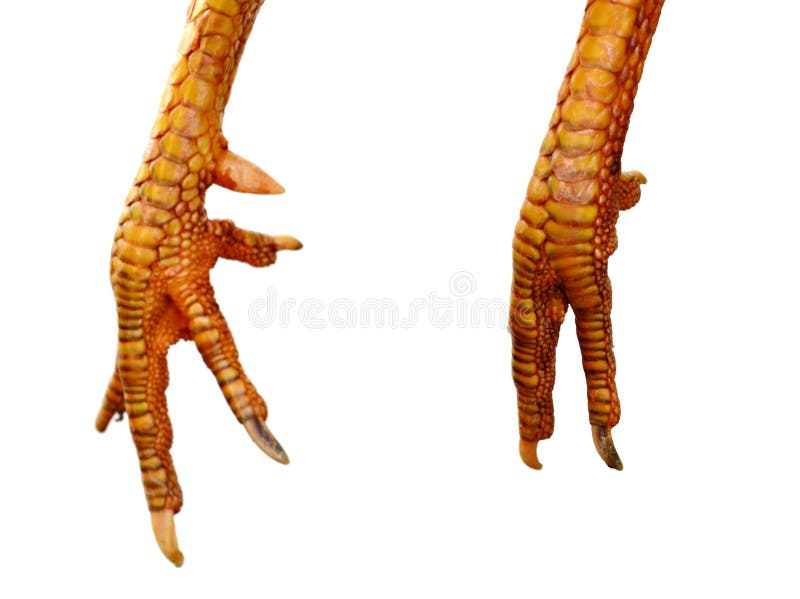 Chicken Paws Isolated on White Stock Photo - Image of paws, shot: 205318046