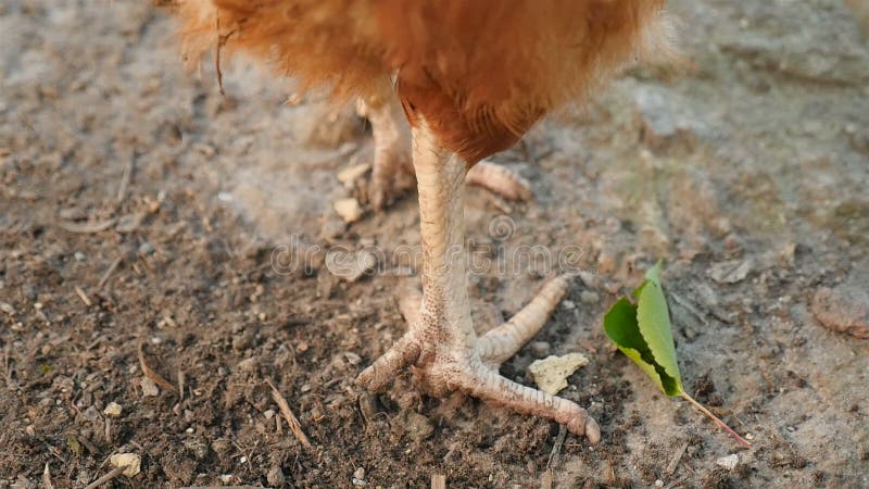 Chicken Paws are Standing on the Ground Stock Video - Video of ...