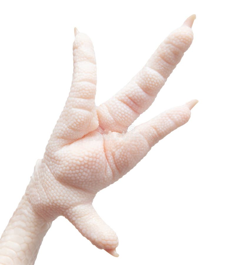 Chicken Paws on a White Background. Stock Photo - Image of bird, skin ...