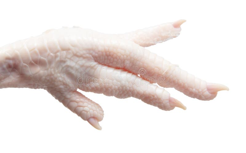 Chicken Paws on a White Background. Stock Photo - Image of meat, slain ...