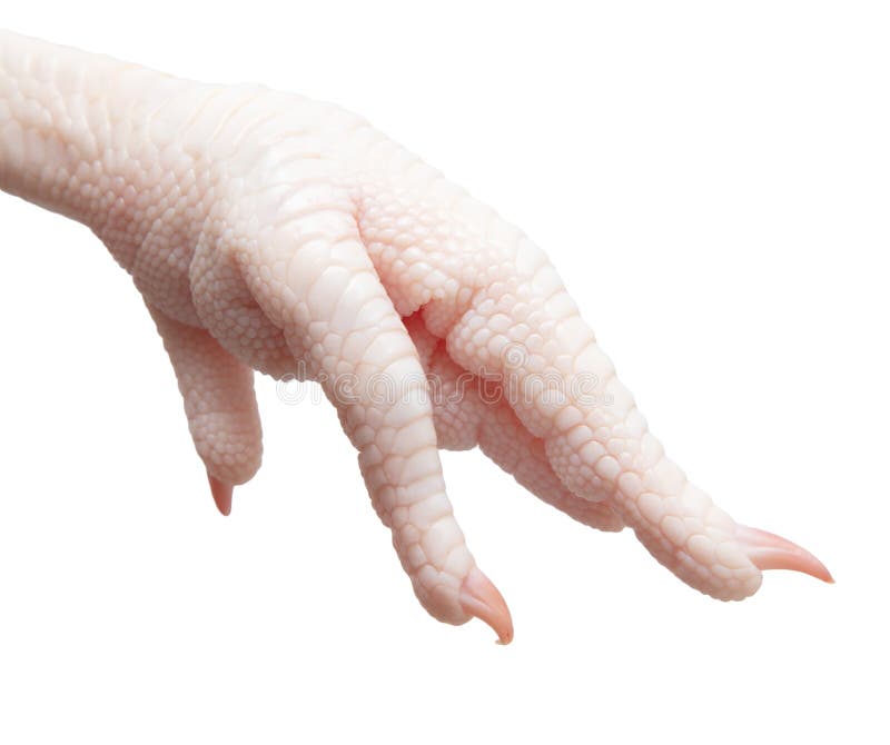 Chicken Paws on a White Background. Stock Photo - Image of carpus ...