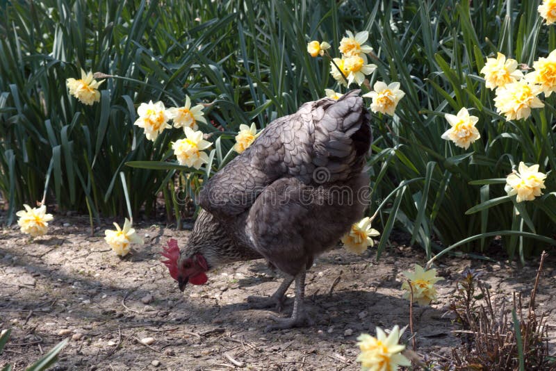 Chicken peck stock photo. Image of chicken, livestock - 54272636