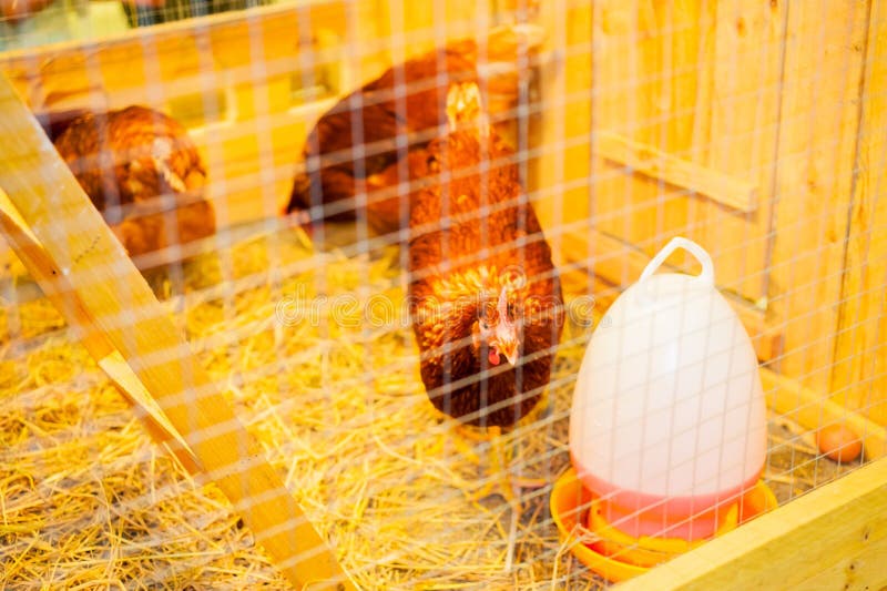 Chicken pecking food. stock image. Image of beak, bird - 75181563