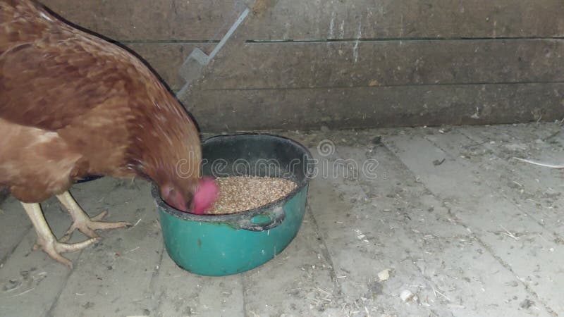 Chicken Pecking Grain in the Barn Stock Video - Video of grain, meat ...
