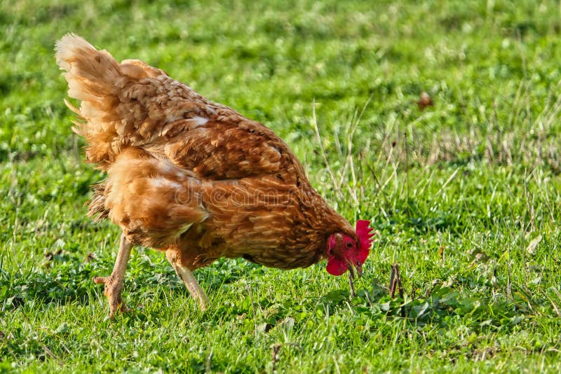 Chicken Pecking at Grass in a Green Field. Stock Image - Image of ...