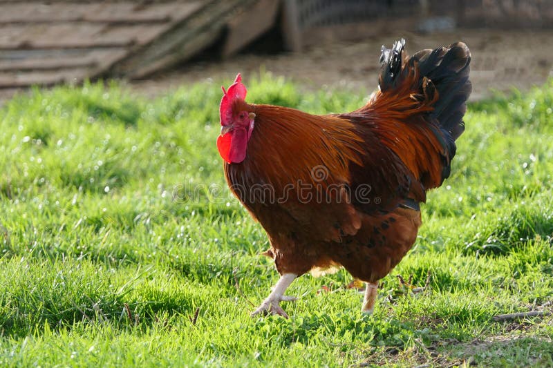 Chicken Pecking at Grass in a Green Field. Stock Image - Image of rural ...