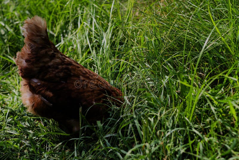 Chicken Pecking at Ground in Long Grass Stock Photo - Image of beak ...