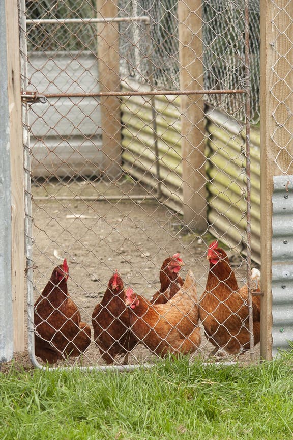 Chicken Pen stock image. Image of chicken, bird, barnyard - 34099613