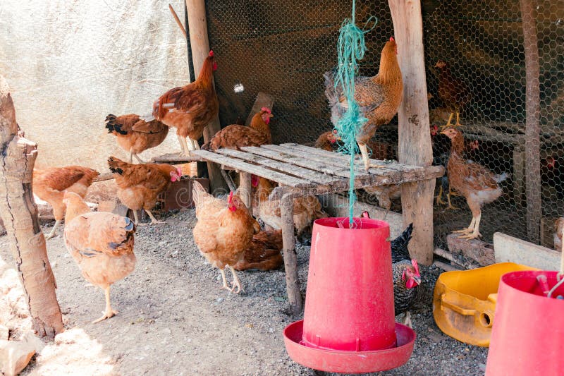 Chicken Pen on a Latin Peasant Farm Stock Image - Image of chicken ...
