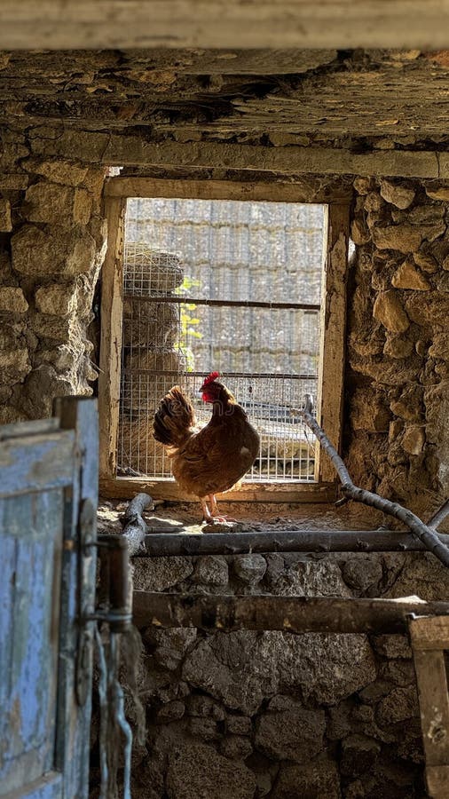 A Chicken Perched on a Windowsill in a Rustic Stone Barn during the ...