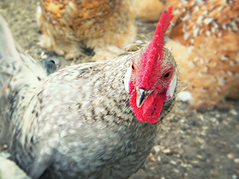 Chicken stock photo. Image of petting, nature, animal - 73790112