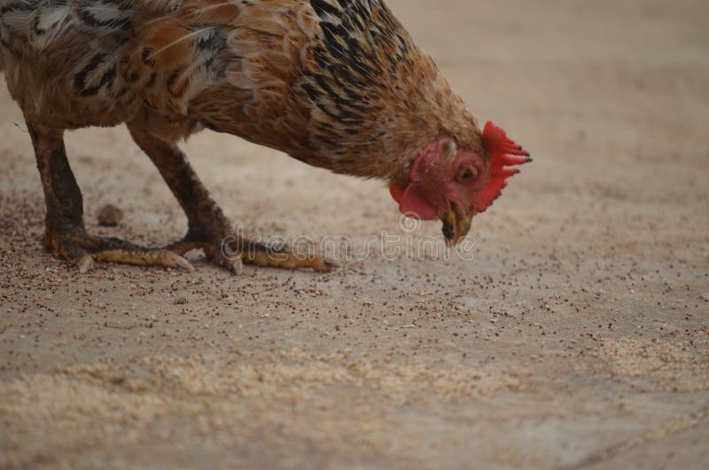 Picking Hens In Chicken Yard Stock Photo - Image of lots, country: 42885500