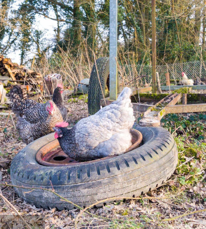 Chicken playing and eating stock photo. Image of waterbird - 203217798
