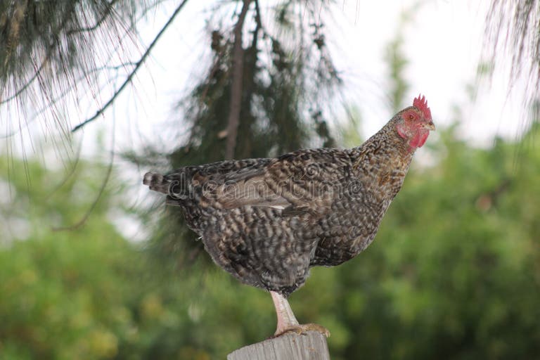Chicken is Playing on the Pole Stock Photo - Image of chicken, tree: 272506002