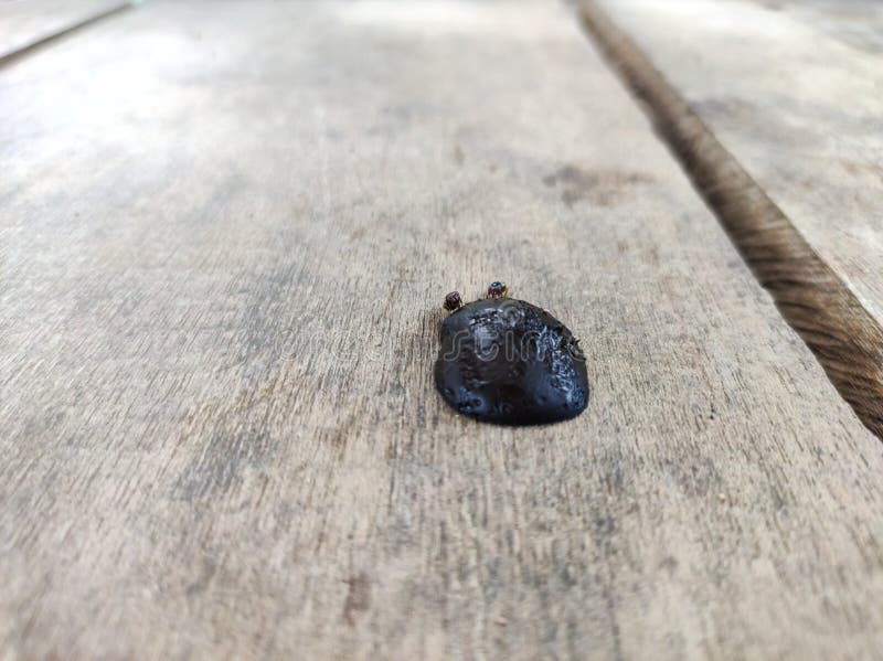 Chicken poo stock image. Image of chicken, leaf, invertebrate - 265651029