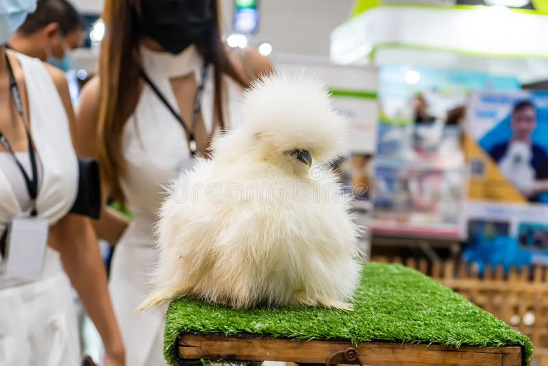 Chicken poodle stock photo. Image of colorful, eating - 262078454