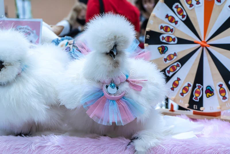 Chicken poodle stock image. Image of eating, male, closeup - 262078199