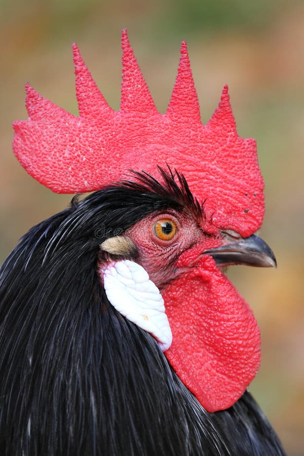 Chicken portrait stock photo. Image of male, chicken - 22336334