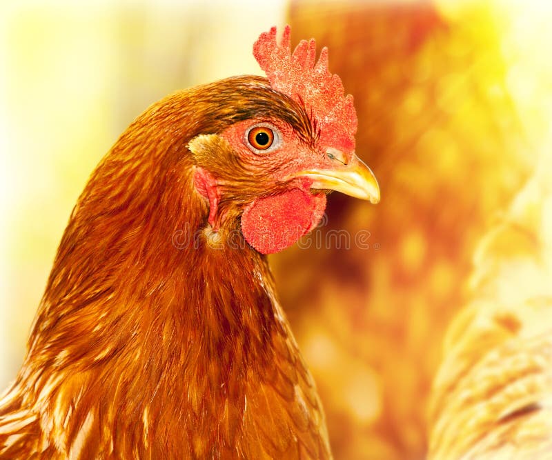 Chicken portrait stock image. Image of face, close, agriculture - 23985725