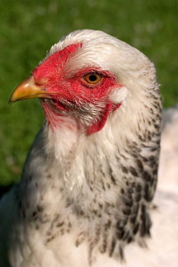 Chicken portrait stock photo. Image of bright, beak, rural - 2826406
