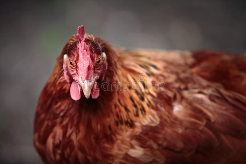 Chicken Portrait stock image. Image of organic, brown - 60941563