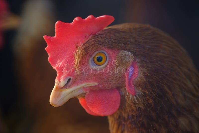 Chicken portrait stock photo. Image of agriculture, cockerel - 235291106