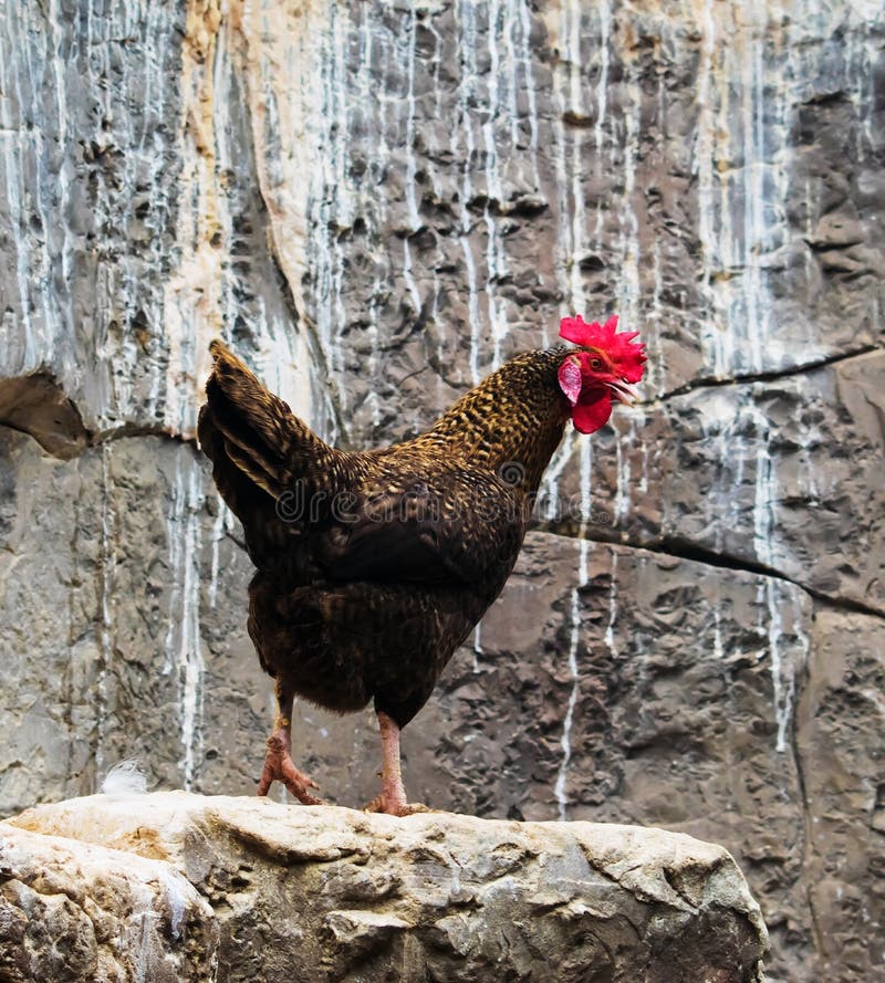 Chicken stock image. Image of chickens, meat, chick - 100176061