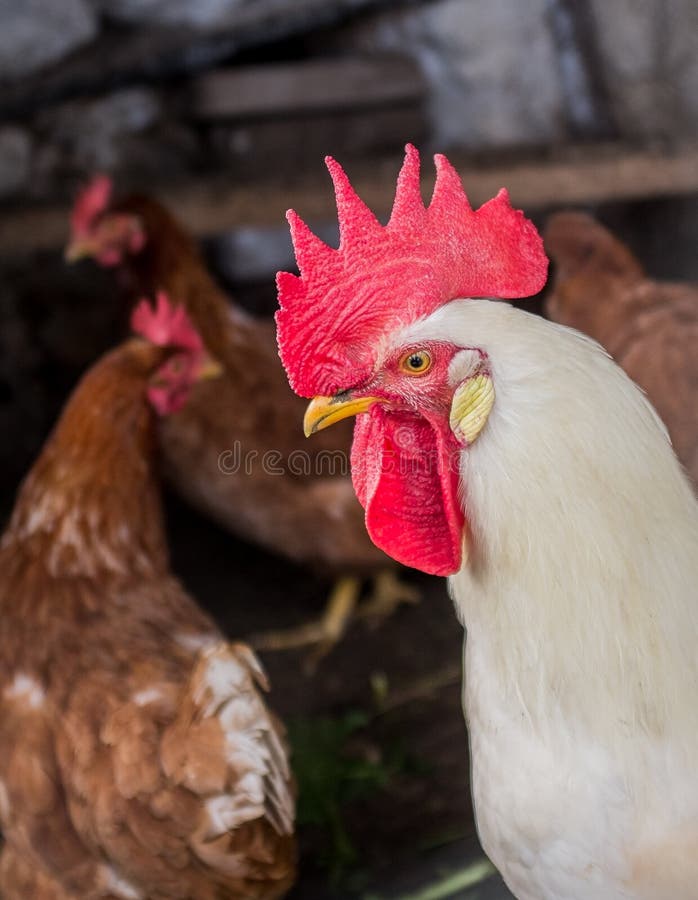 Chicken portrait stock photo. Image of animal, portrait - 137478394