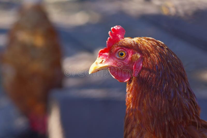 Chicken portrait stock image. Image of feather, brown - 74450453