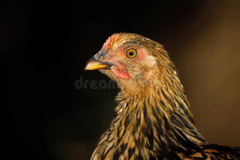 Chicken portrait stock photo. Image of agriculture, cockerel - 235291106