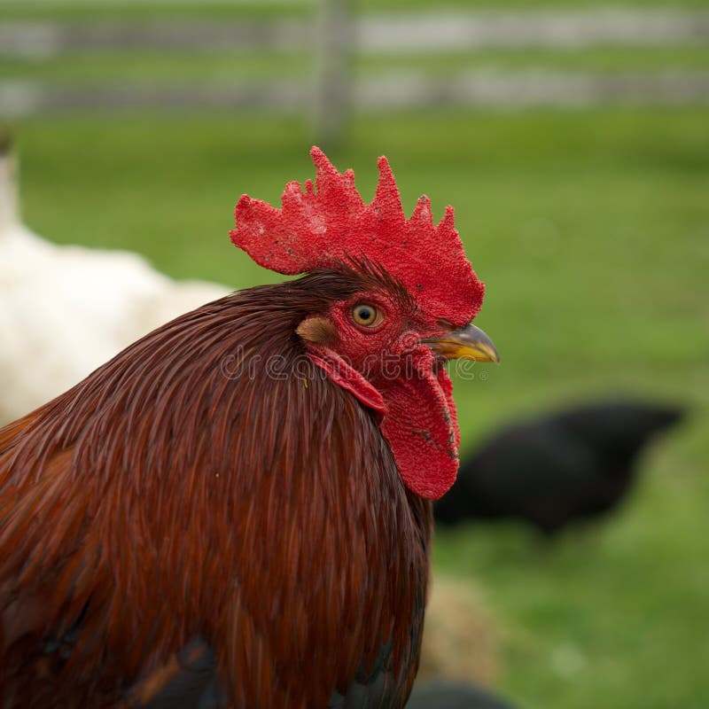 Chicken Portrait stock photo. Image of agriculture, feather - 47177530