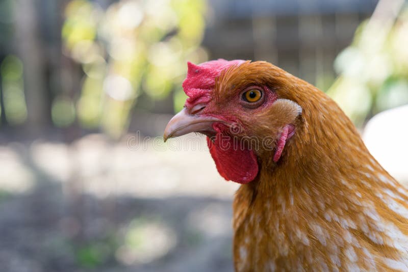 Chicken portrait stock image. Image of crest, pecker - 62693101