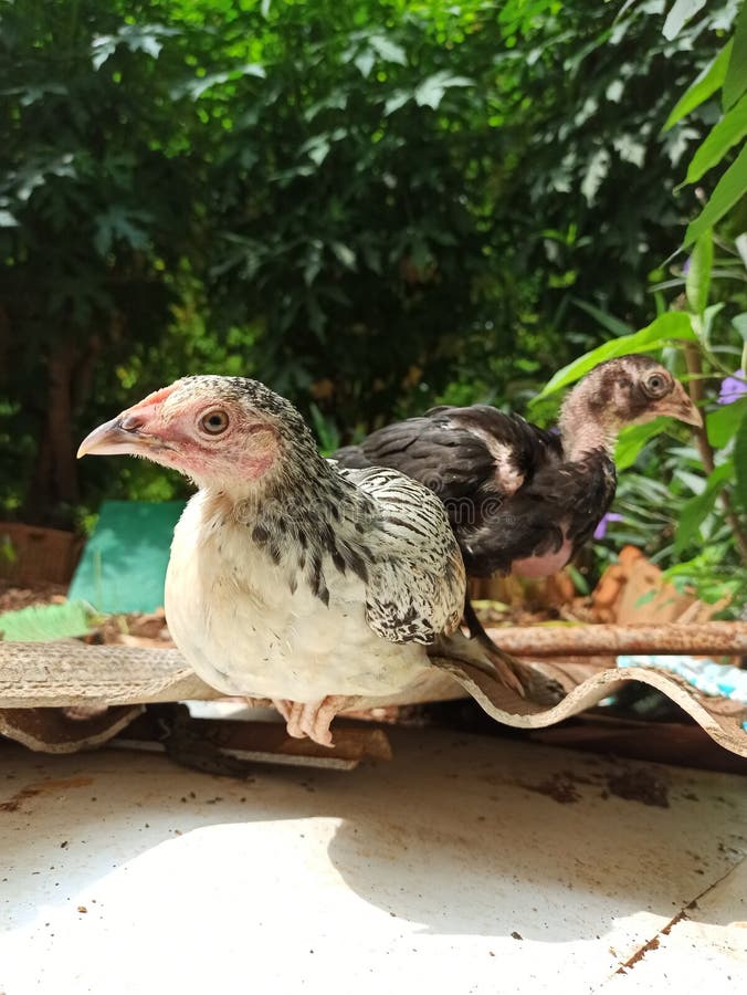 Chicken Pose in the Morning Stock Photo - Image of animal, morning ...