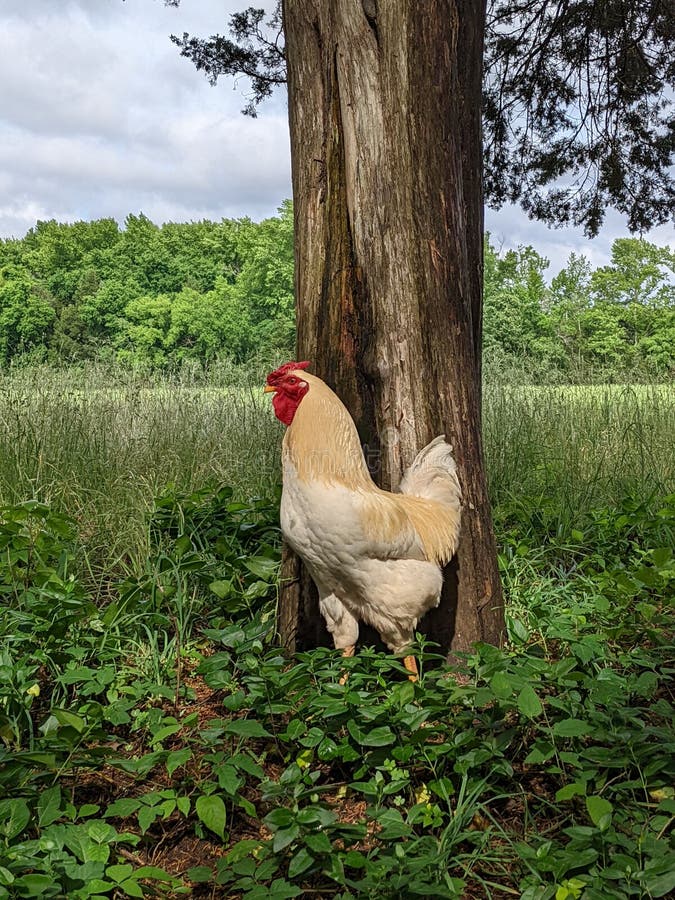 Chicken posing by tree stock image. Image of posing - 248321151