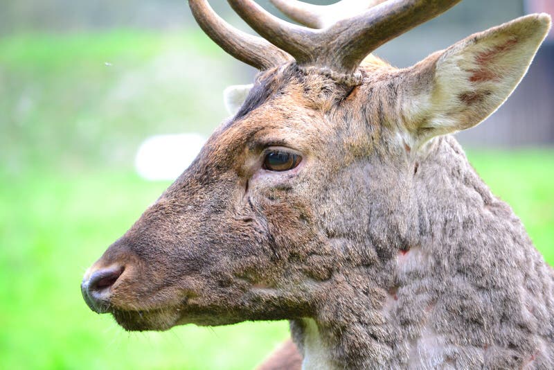 Splits Animals Stock Photos - Free & Royalty-Free Stock Photos from ...