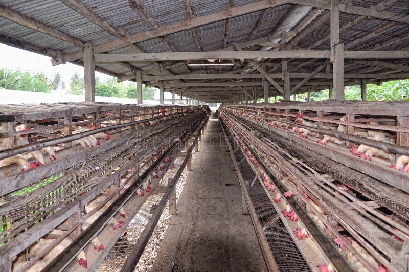 Poultry Farm with Broiler Chicken(fowl) Stock Image - Image of ...
