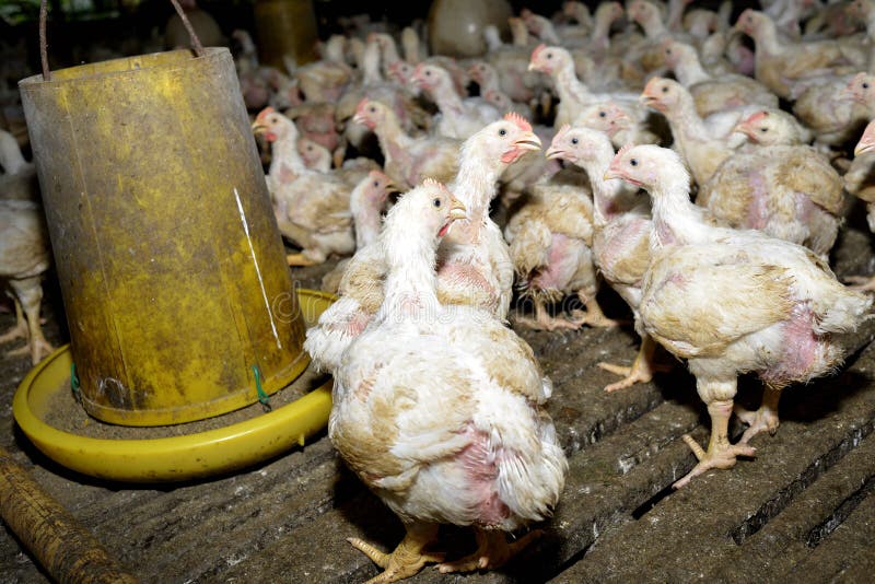 Chicken in Poultry Farm, White Chicken Farming Industry,. Stock Photo ...