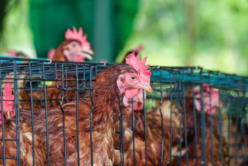 Chicken Poultry Farming for Meat and Eggs Production in Coop Stock ...