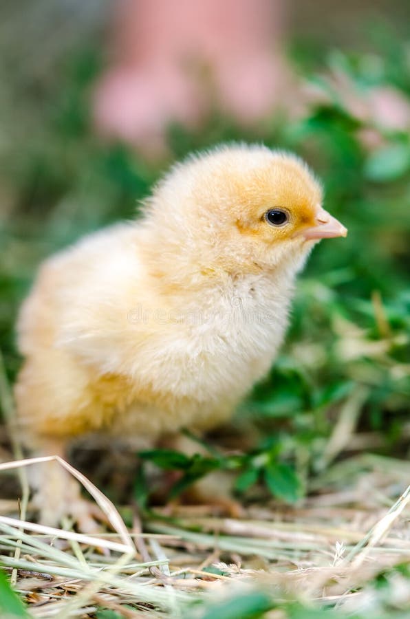 Chicken stock photo. Image of farm, agriculture, yellow - 43084832