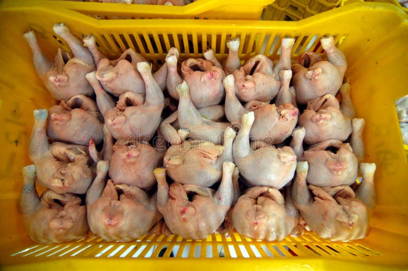 Raw chicken processing stock photo. Image of hooks, factory - 17690296