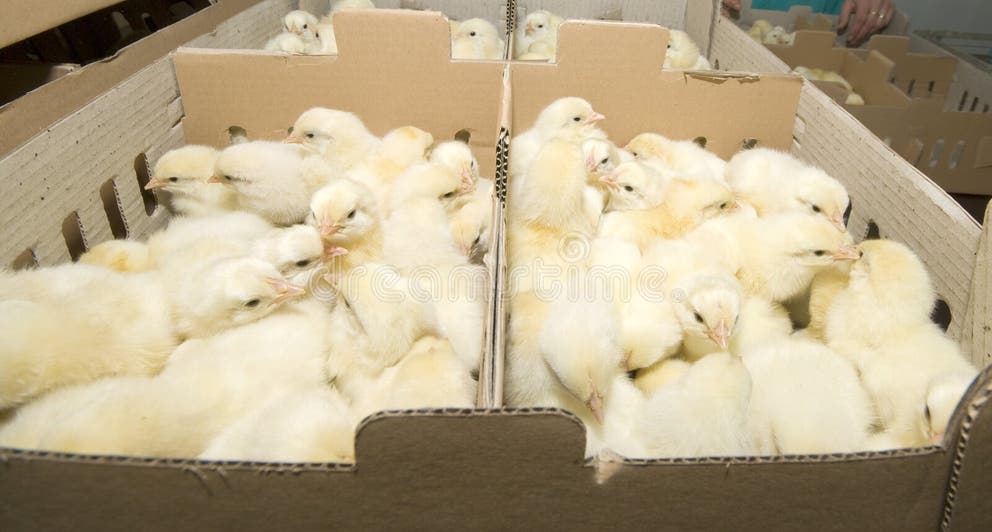 Chicken Production on the Farm Stock Image - Image of help, eggs: 4489673