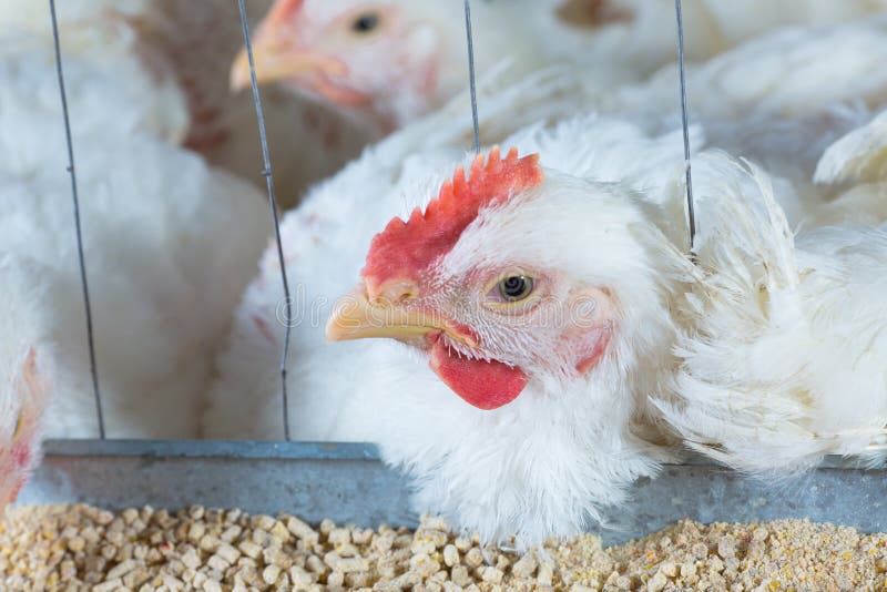 Chicken and Chicken Production at the Poultry Farm Stock Photo - Image ...