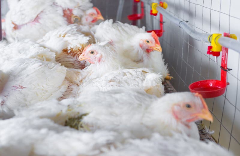 Chicken and Chicken Production at the Poultry Farm Stock Photo - Image ...
